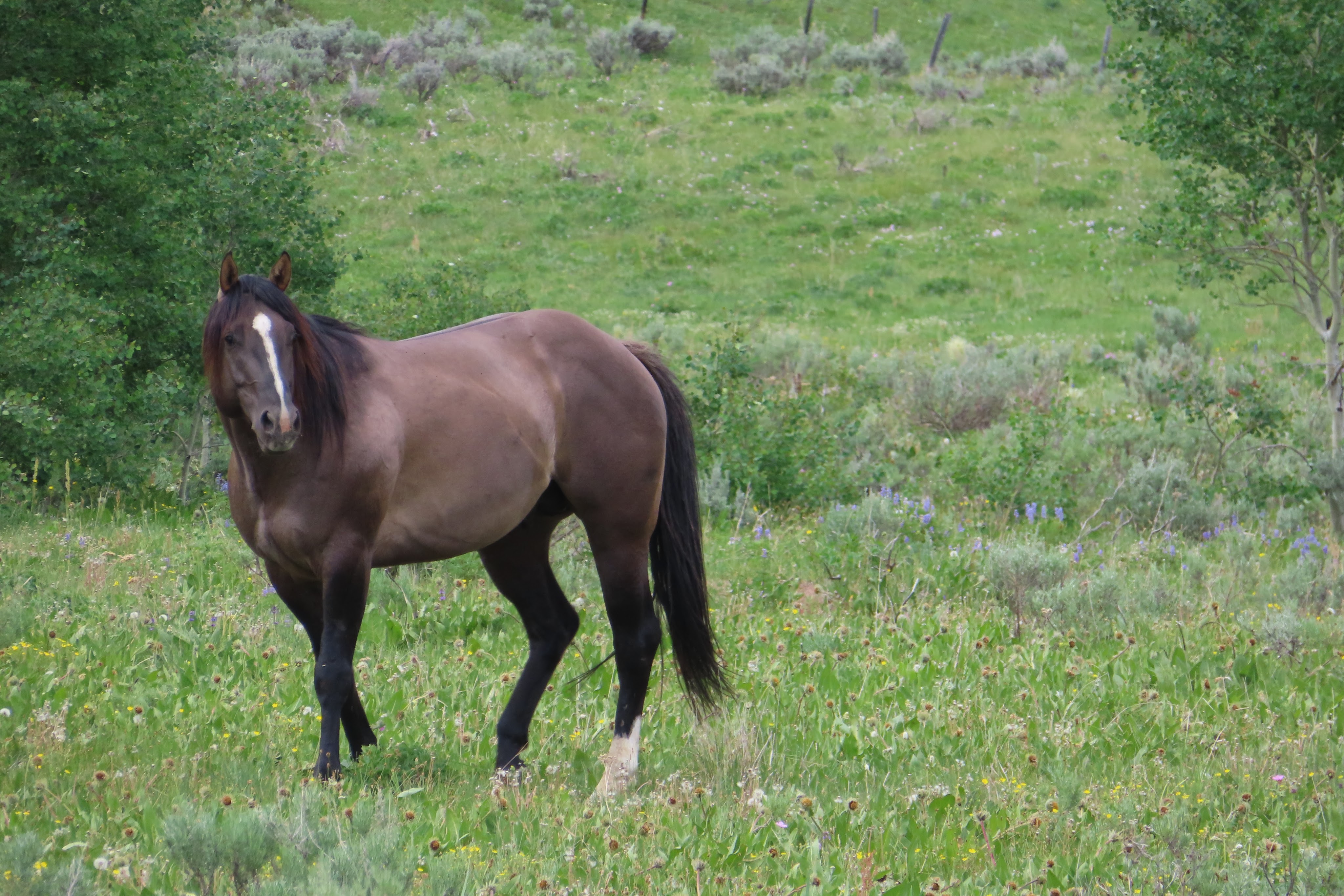 Hillman Quarter HorsesBringing you our best for over 50 years.HQH Warlock