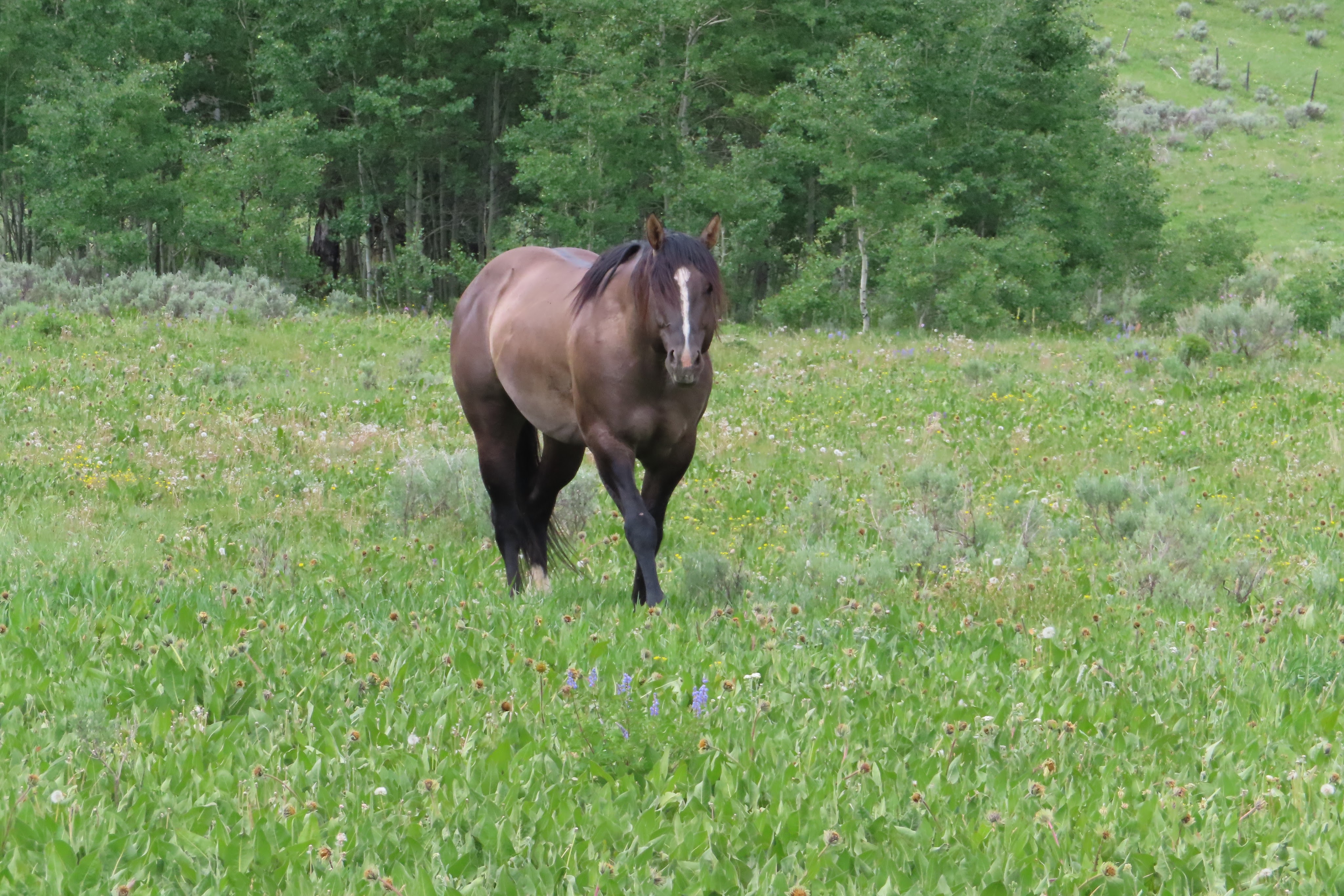 Hillman Quarter HorsesBringing you our best for over 50 years.HQH Warlock