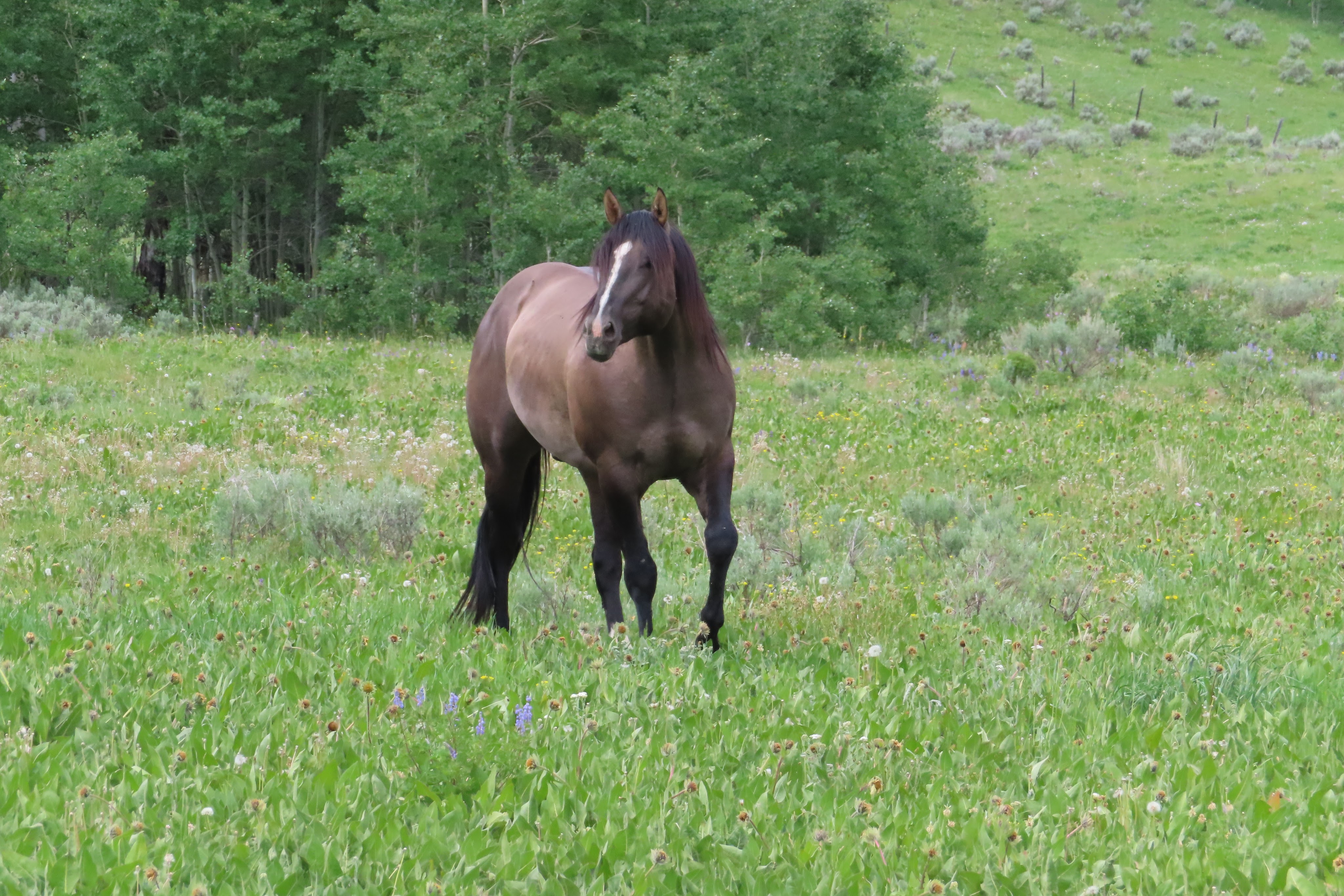 Hillman Quarter HorsesBringing you our best for over 50 years.HQH Warlock