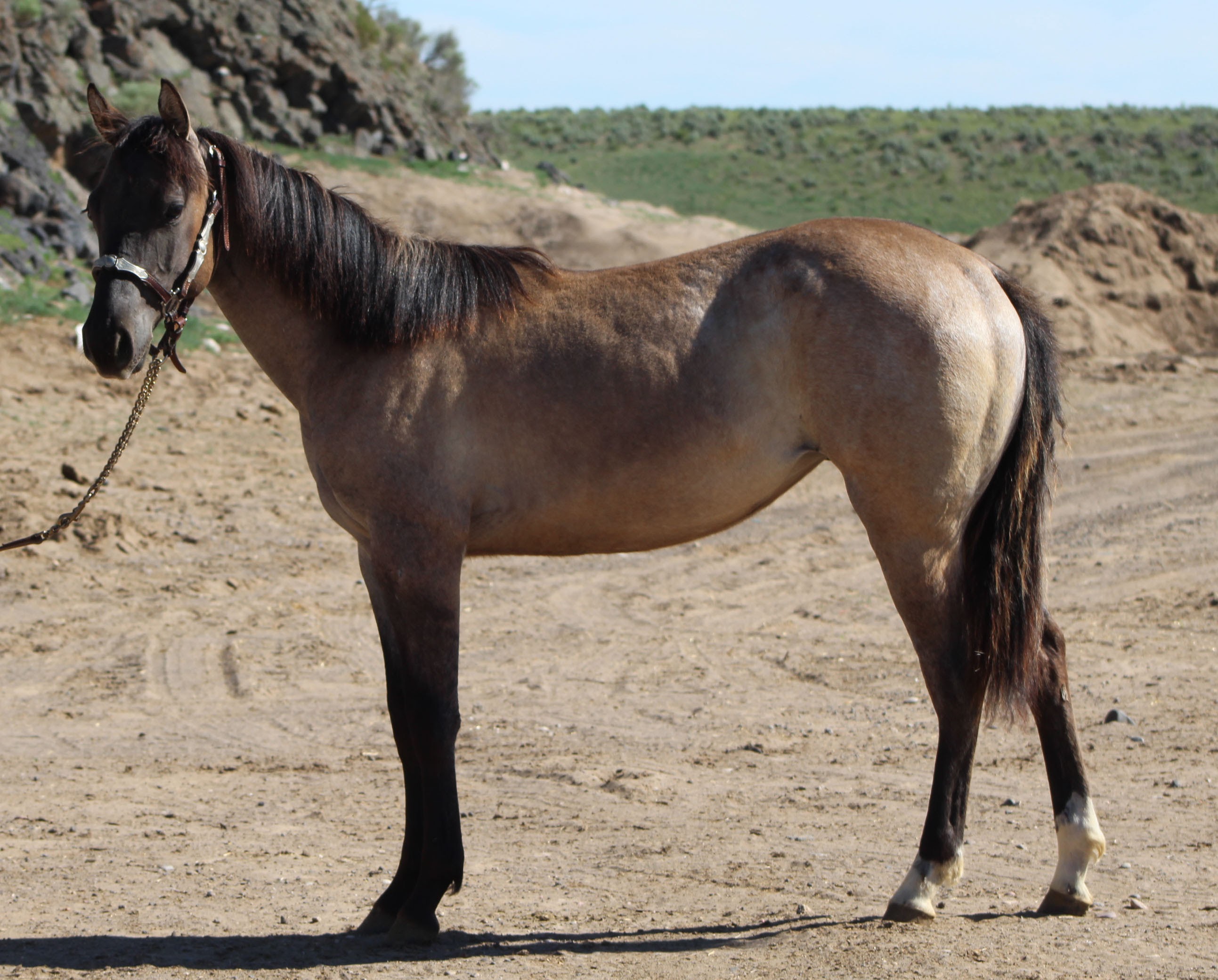 HQH Warlock – Hillman Quarter Horses