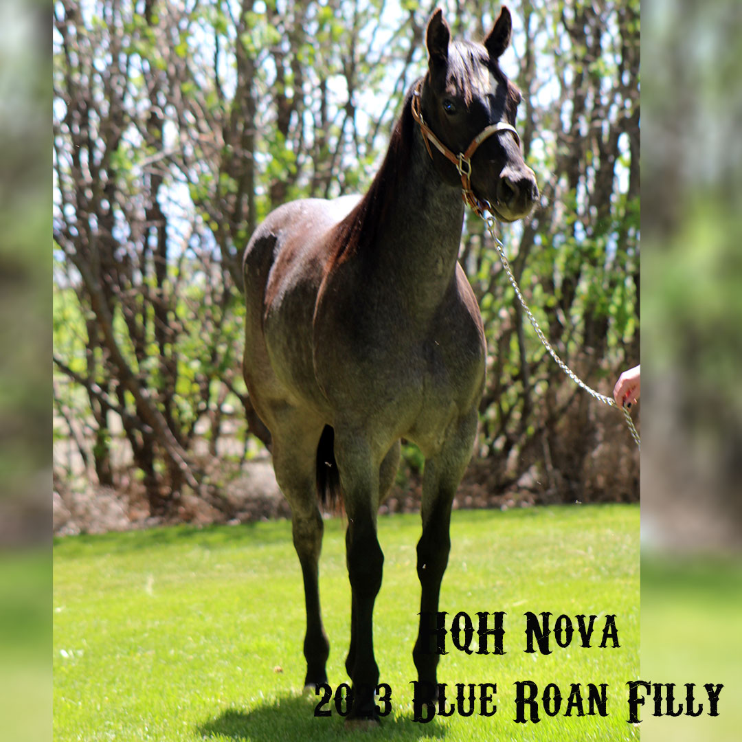 Hillman Quarter HorsesBringing you our best for over 50 years.novafront